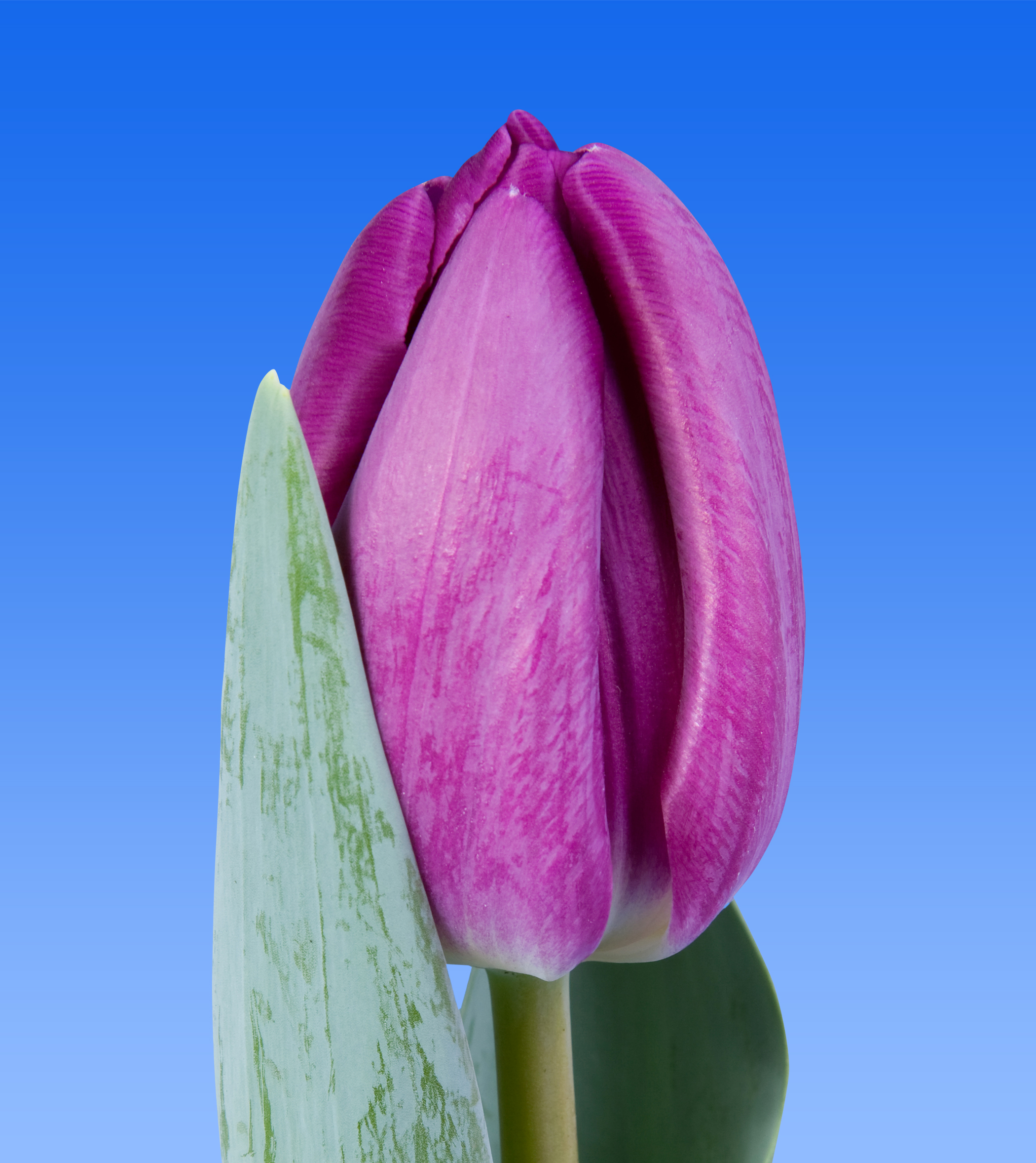 Tulp Bullit - Borst Bloembollen