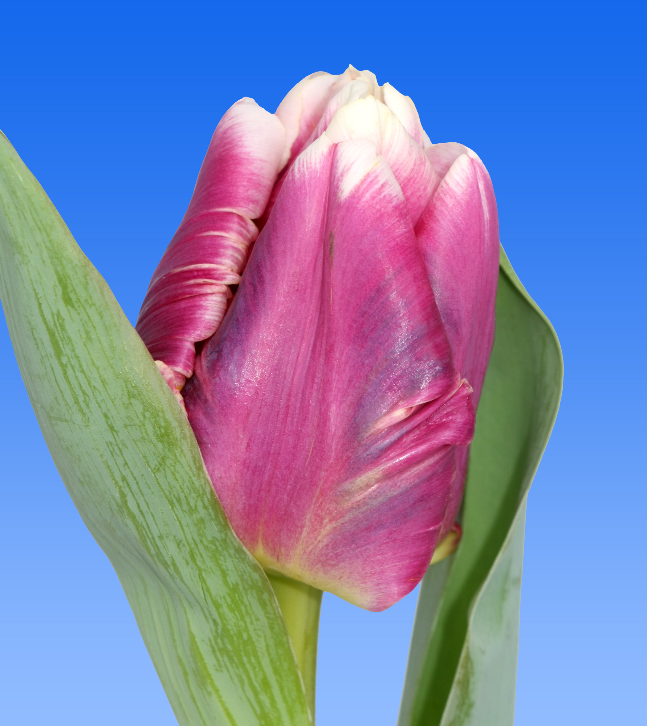 Tulp Cracker Parrot - Borst Bloembollen