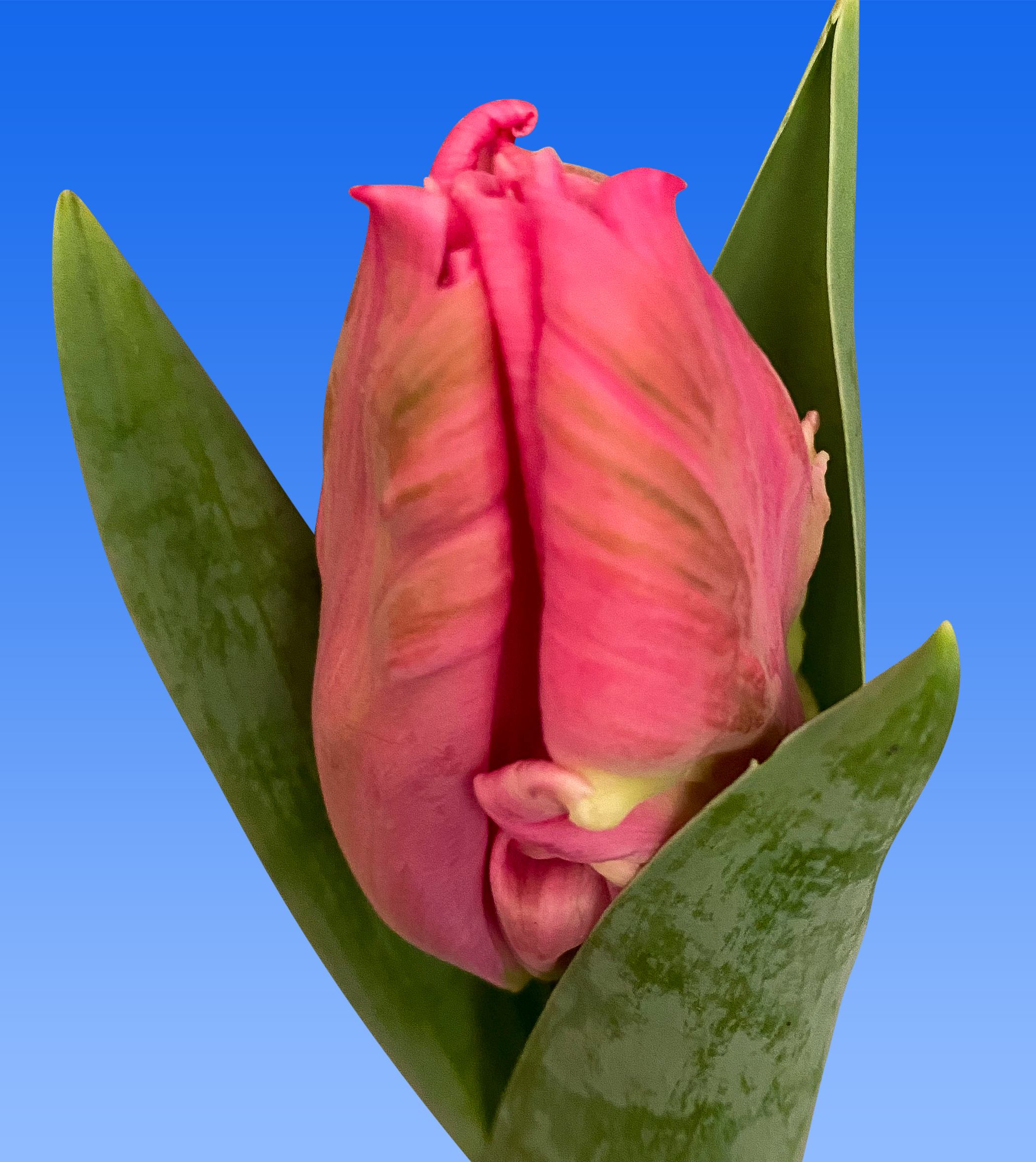 Tulp Marvel Parrot - Borst Bloembollen