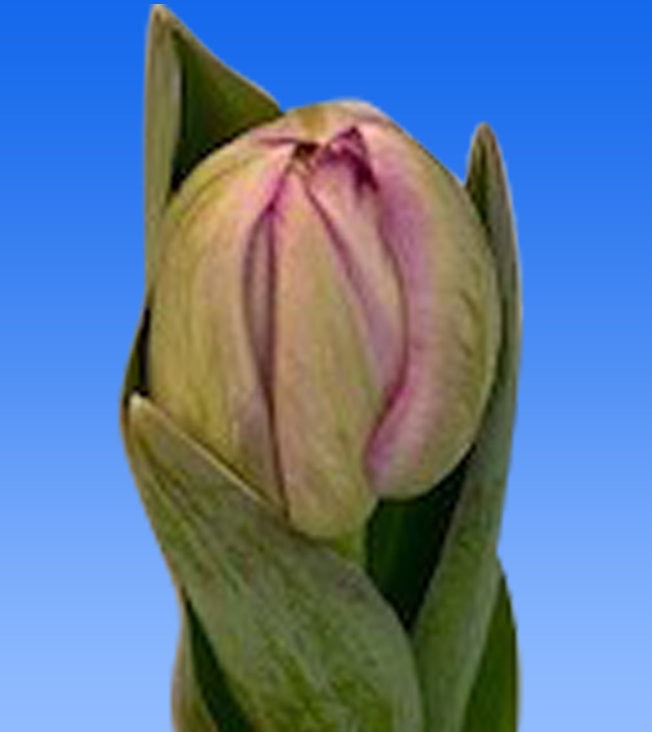 Tulp Saigon Double - Borst Bloembollen