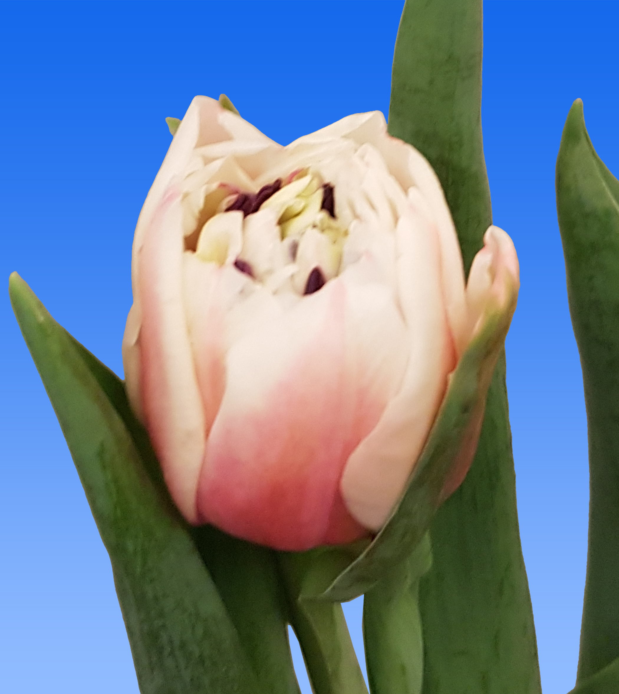 Tulp Sambuca - Borst Bloembollen