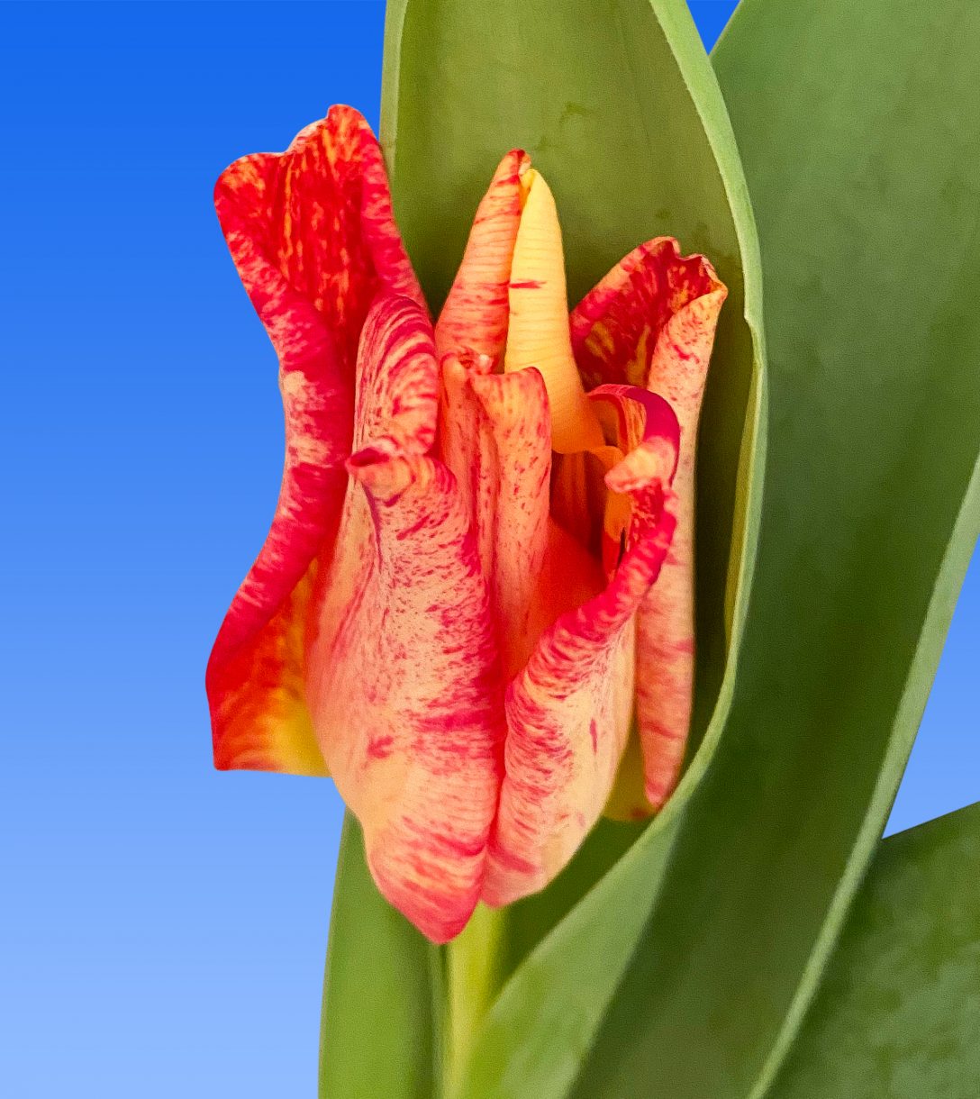 Tulp Striped Crown - Borst Bloembollen