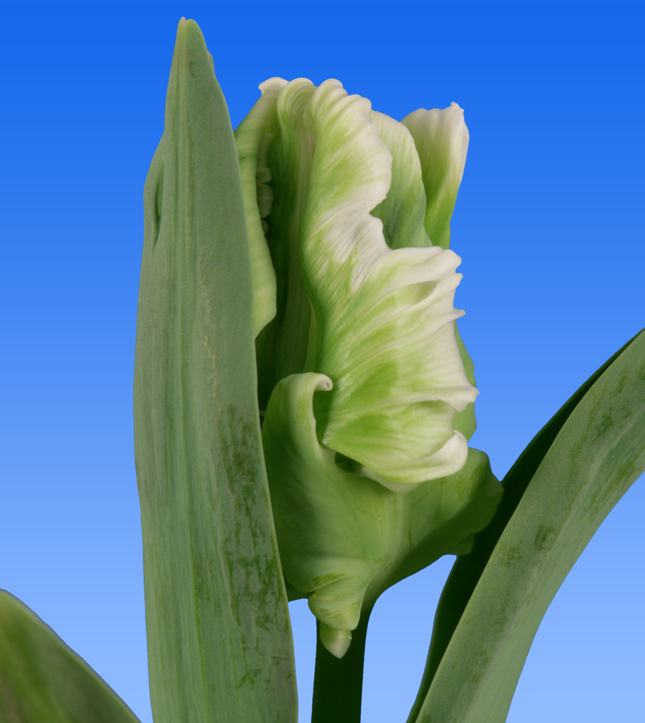 Tulp Super Parrot - Borst Bloembollen