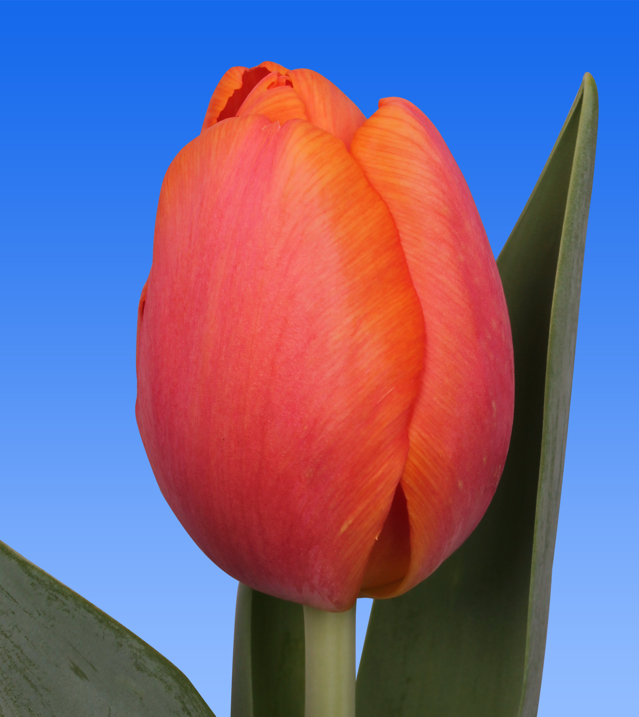 Tulp Time Out - Borst Bloembollen