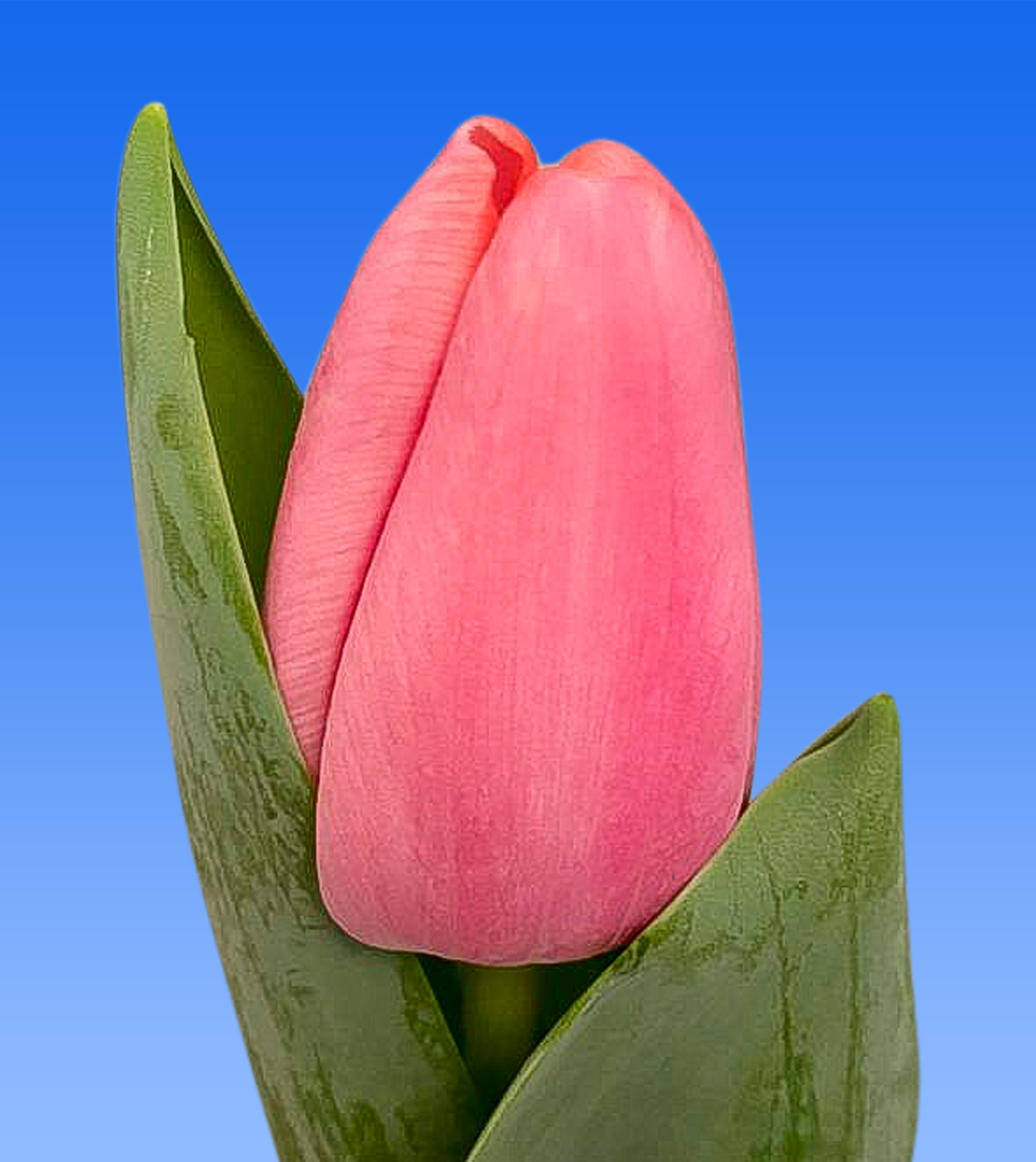 Tulp Tresor - Borst Bloembollen