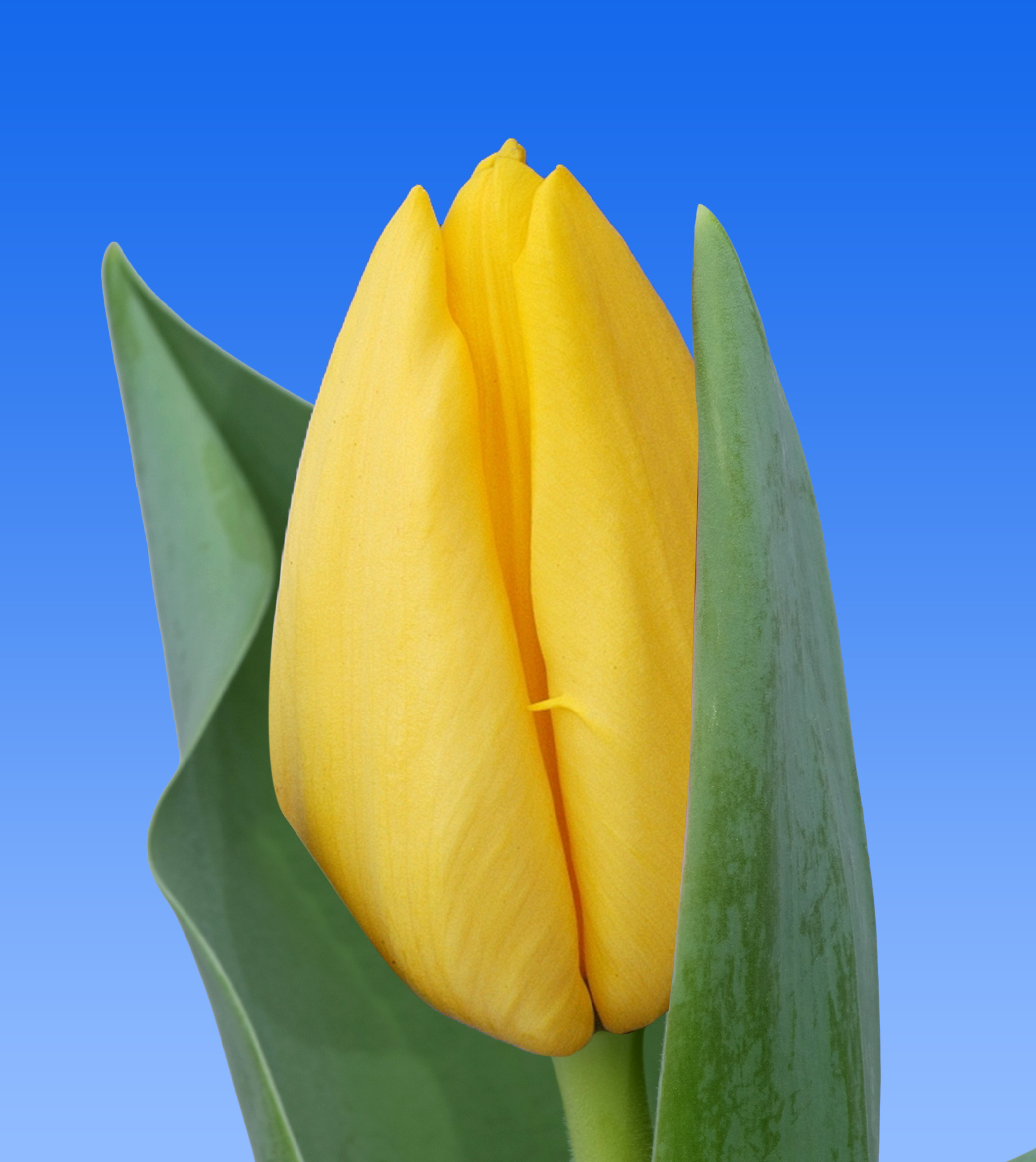 Tulp Yellow Master - Borst Bloembollen