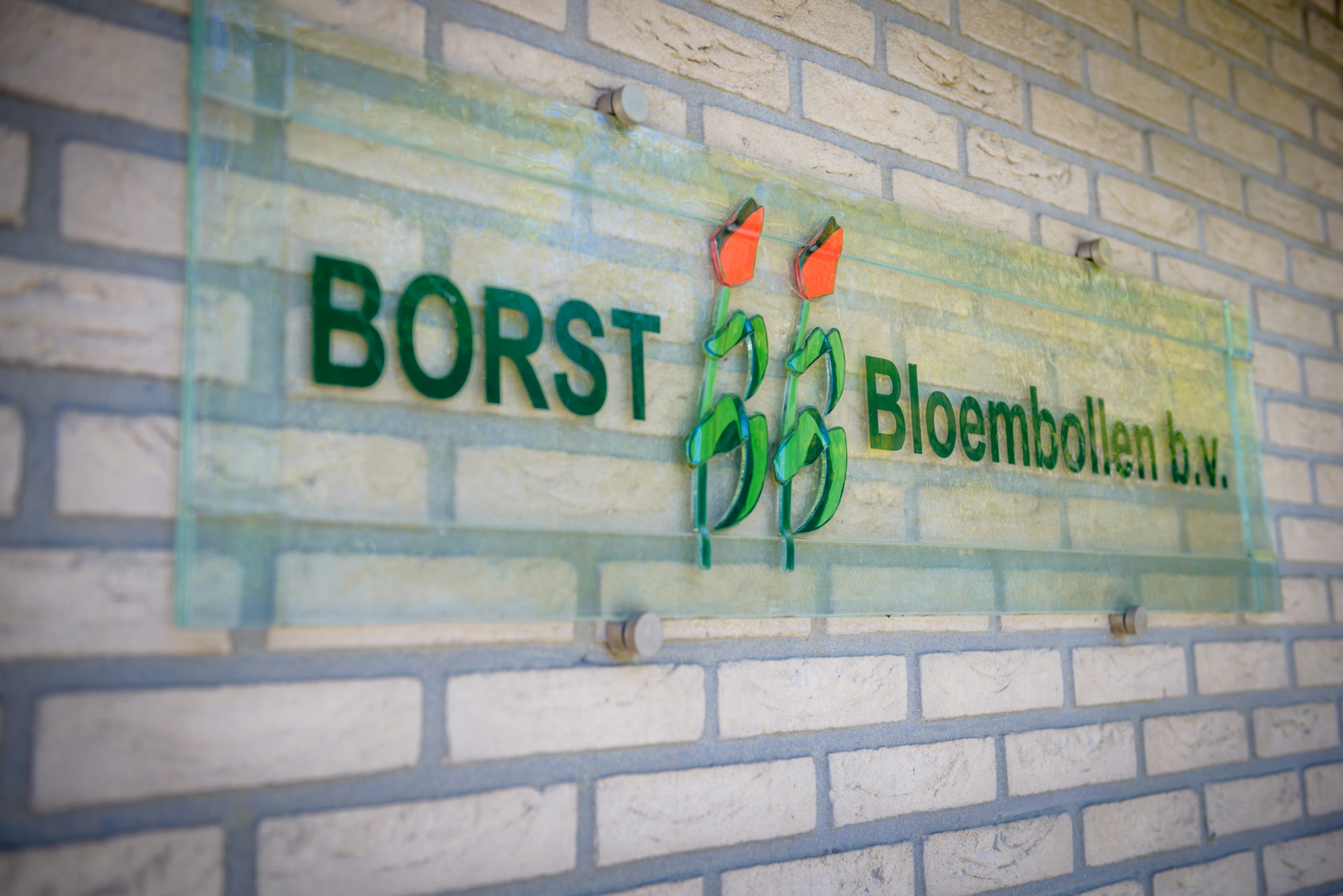 Historie & heden - Borst Bloembollen