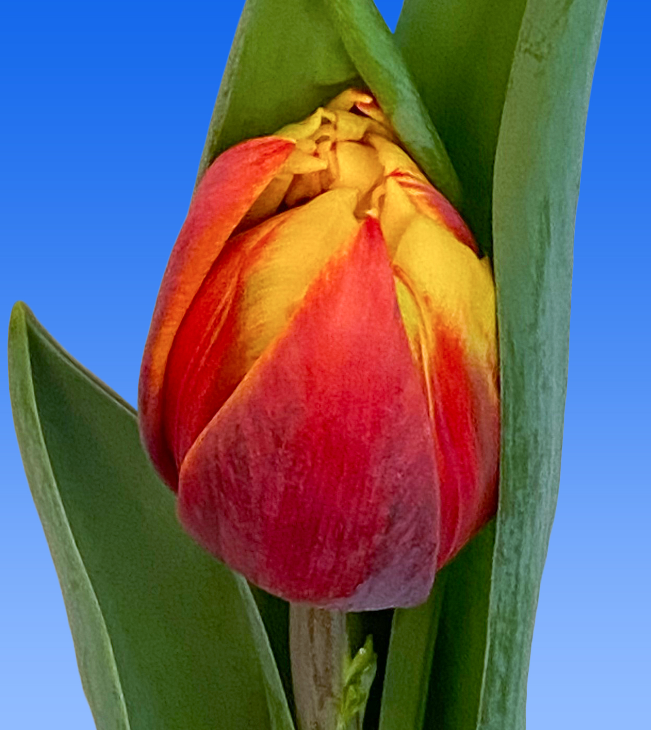 Tulp Bob Marley - Borst Bloembollen