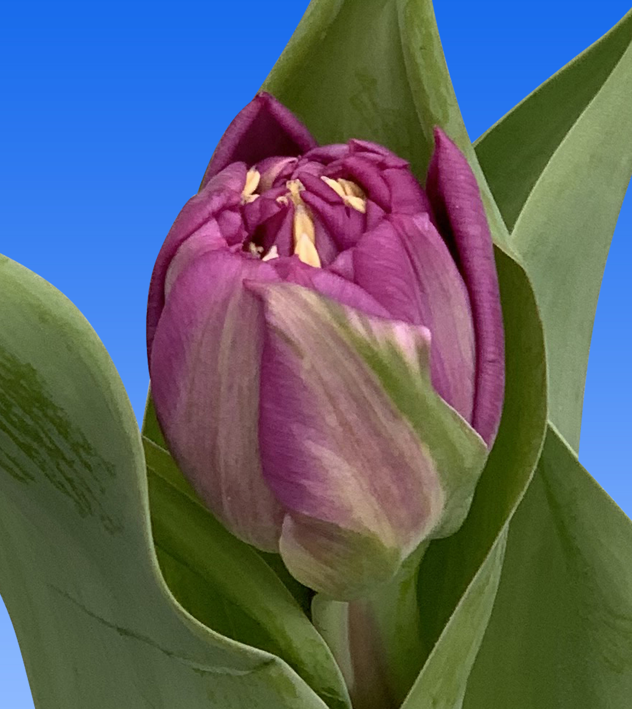 Tulp Castella - Borst Bloembollen