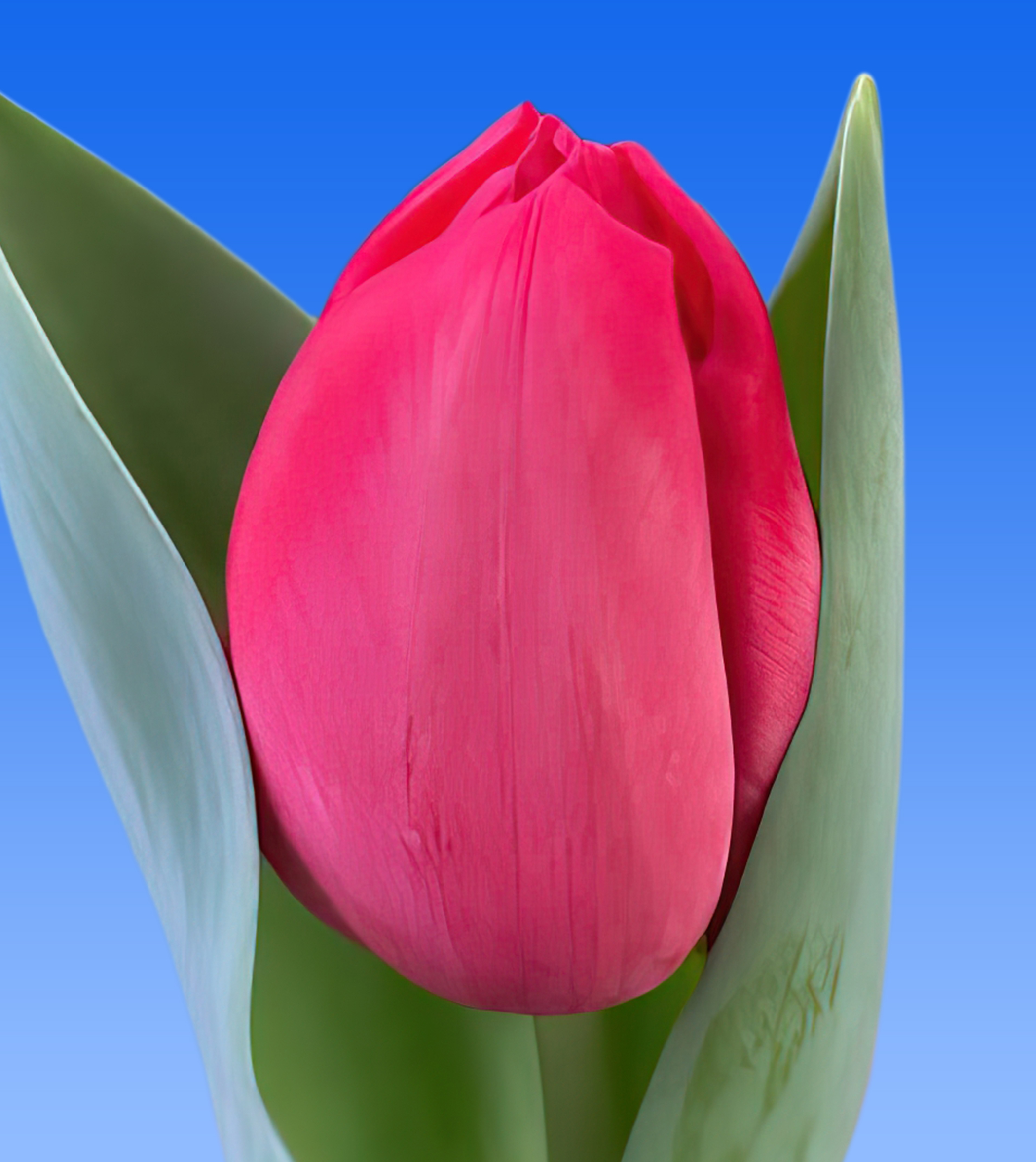 Tulp Heartbreaker - Borst Bloembollen