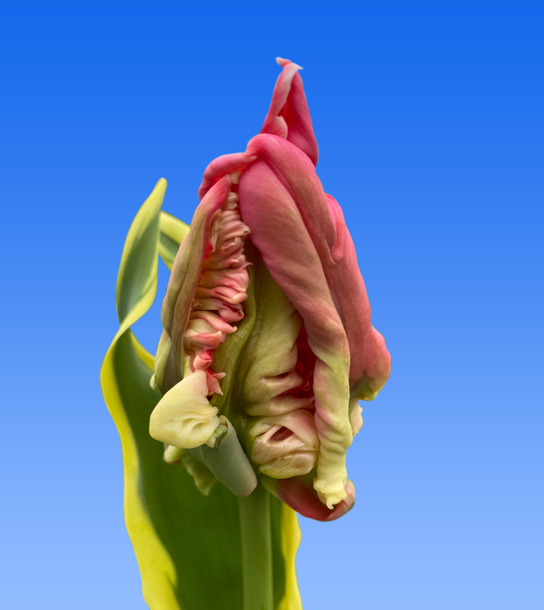 Tulp Hermani Parrot - Borst Bloembollen