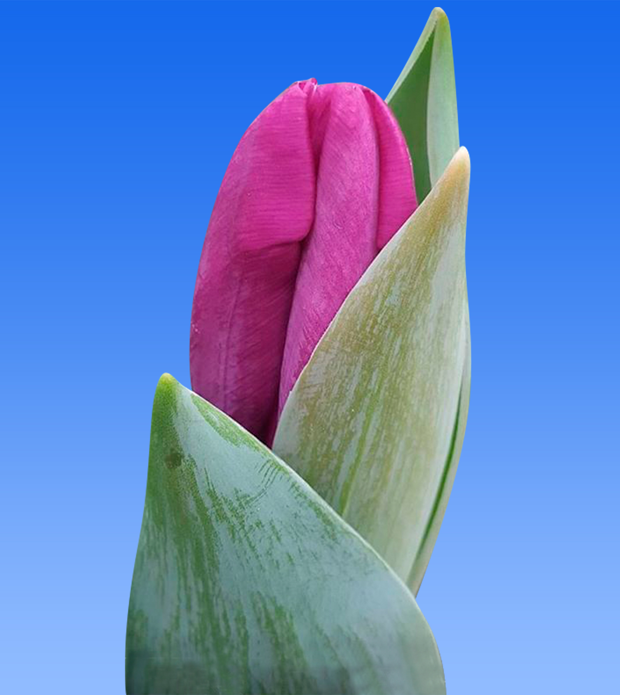 Tulp Roeska - Borst Bloembollen