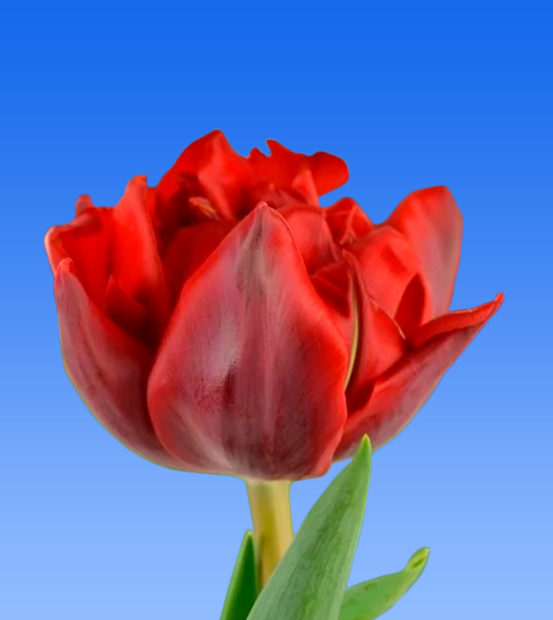 Tulp Red Princess - Borst Bloembollen