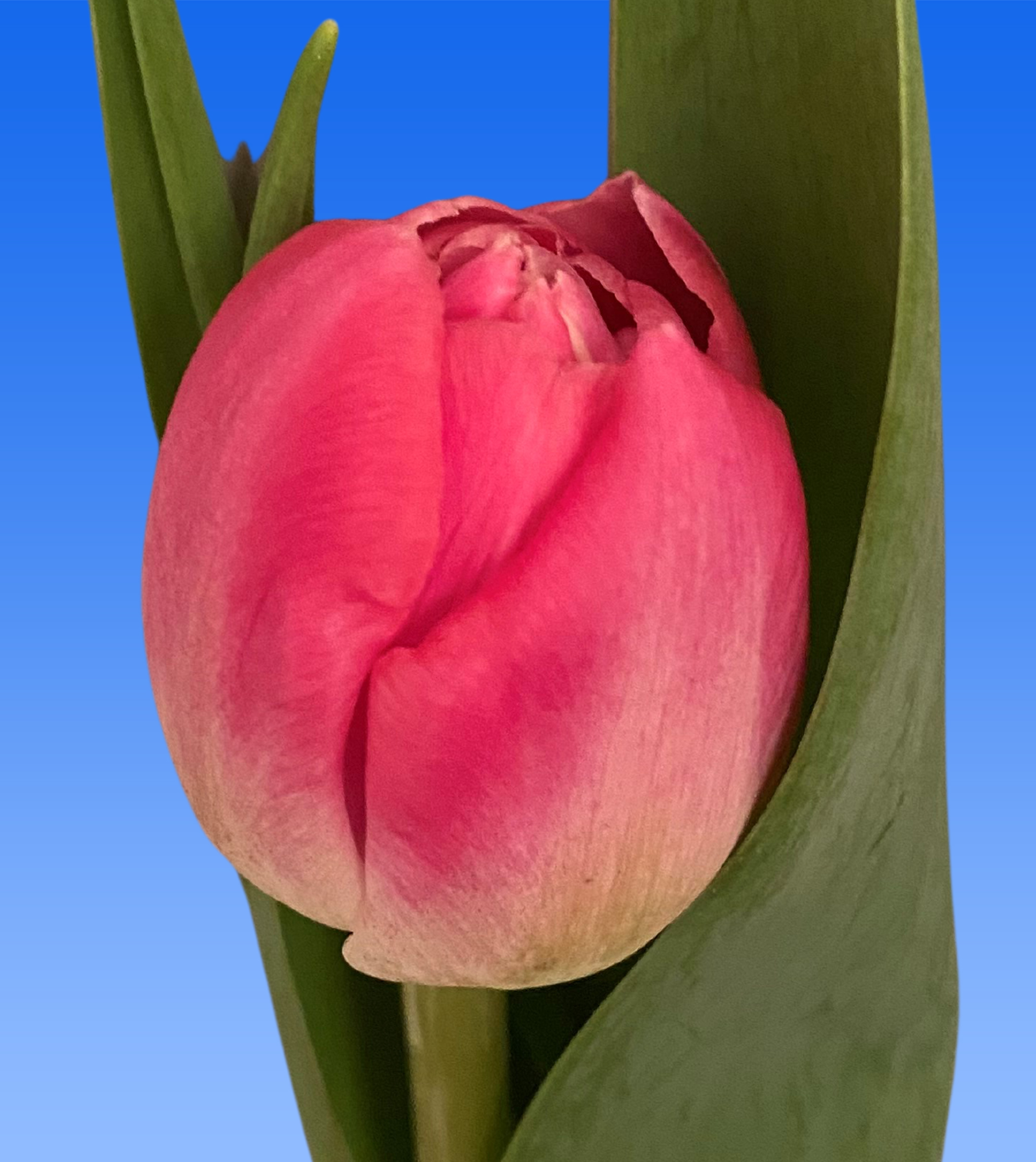 Tulp Voque - Borst Bloembollen