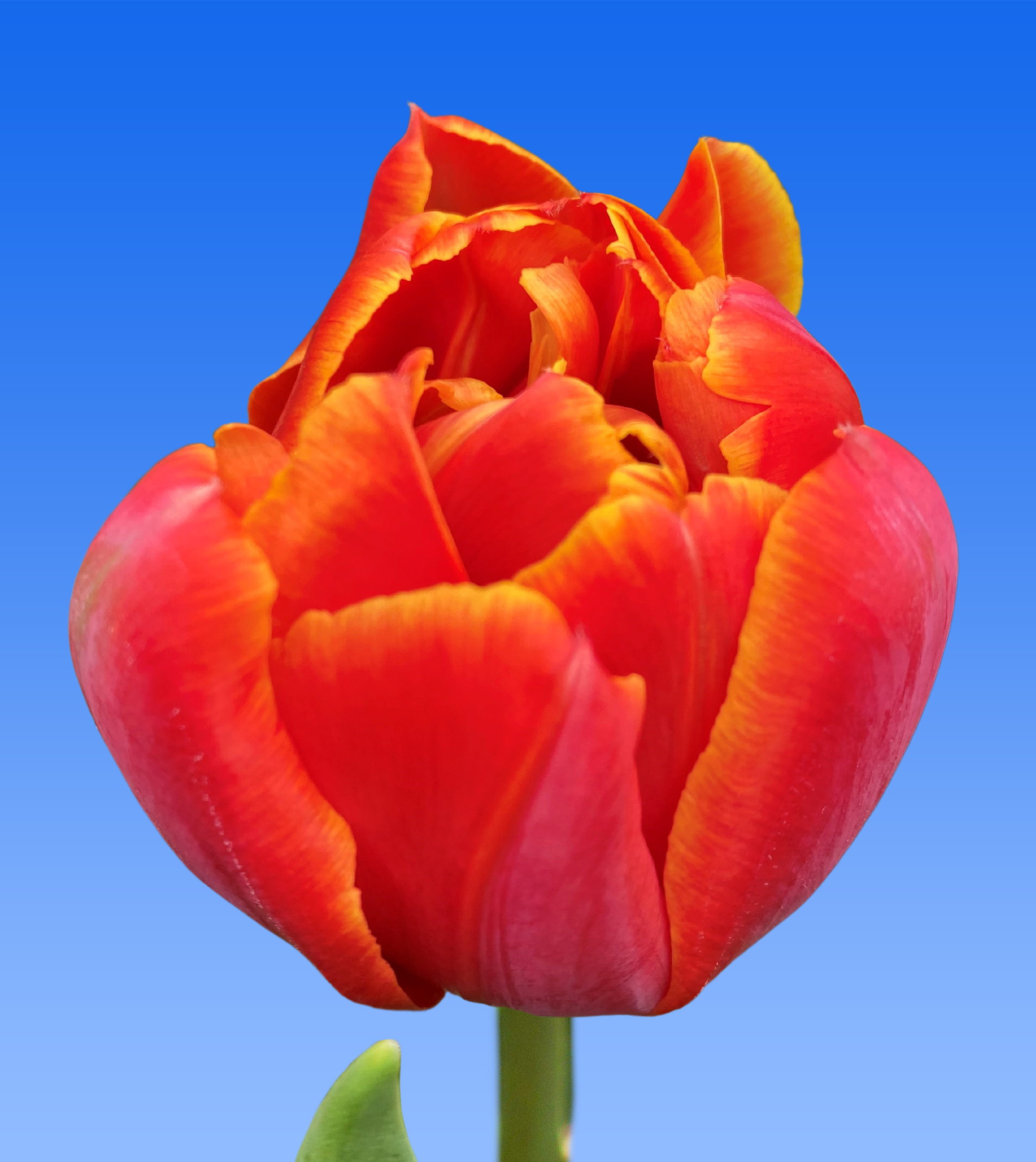 Tulp Terminator - Borst Bloembollen