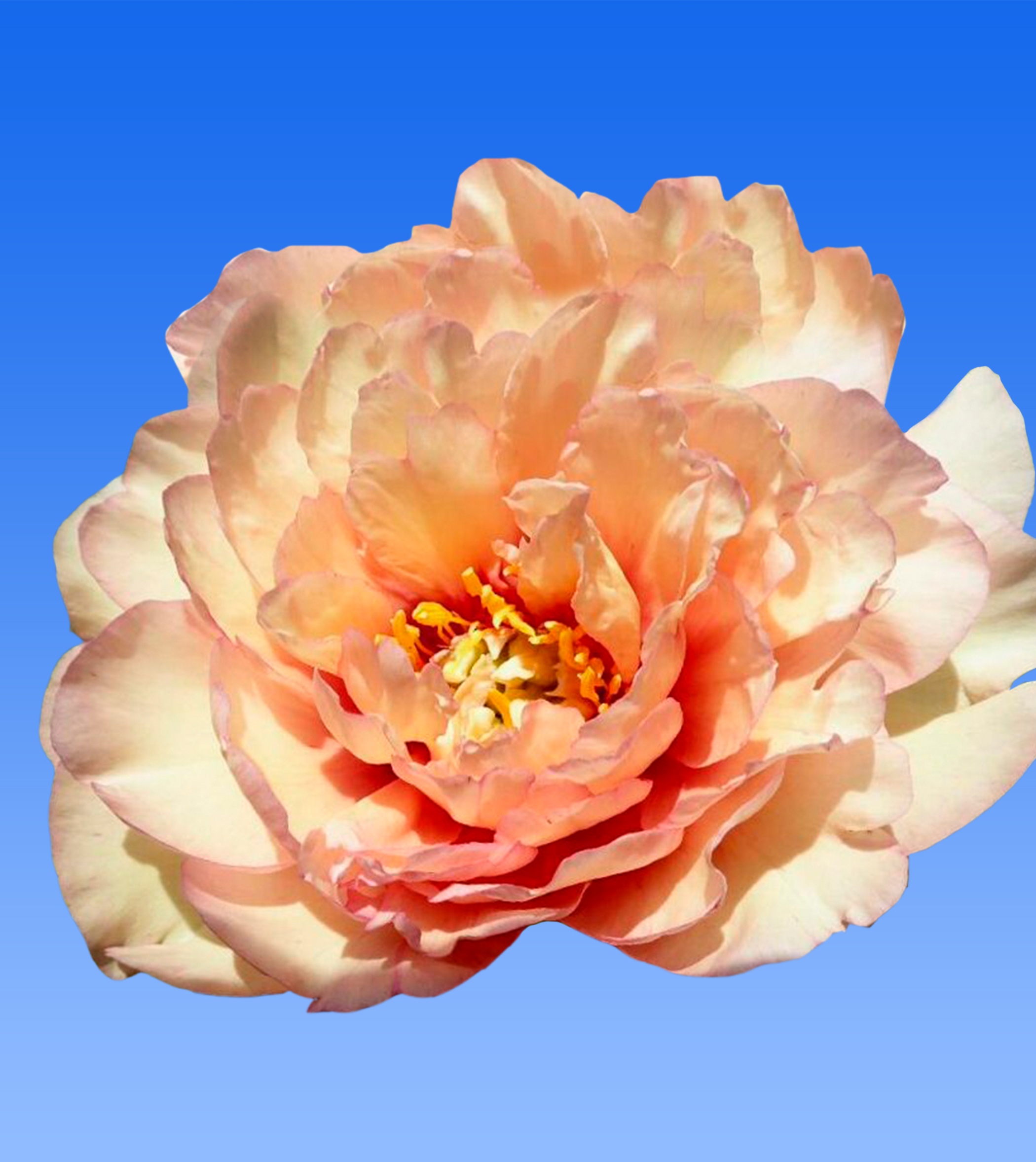 Pioen King's Day - Borst Bloembollen