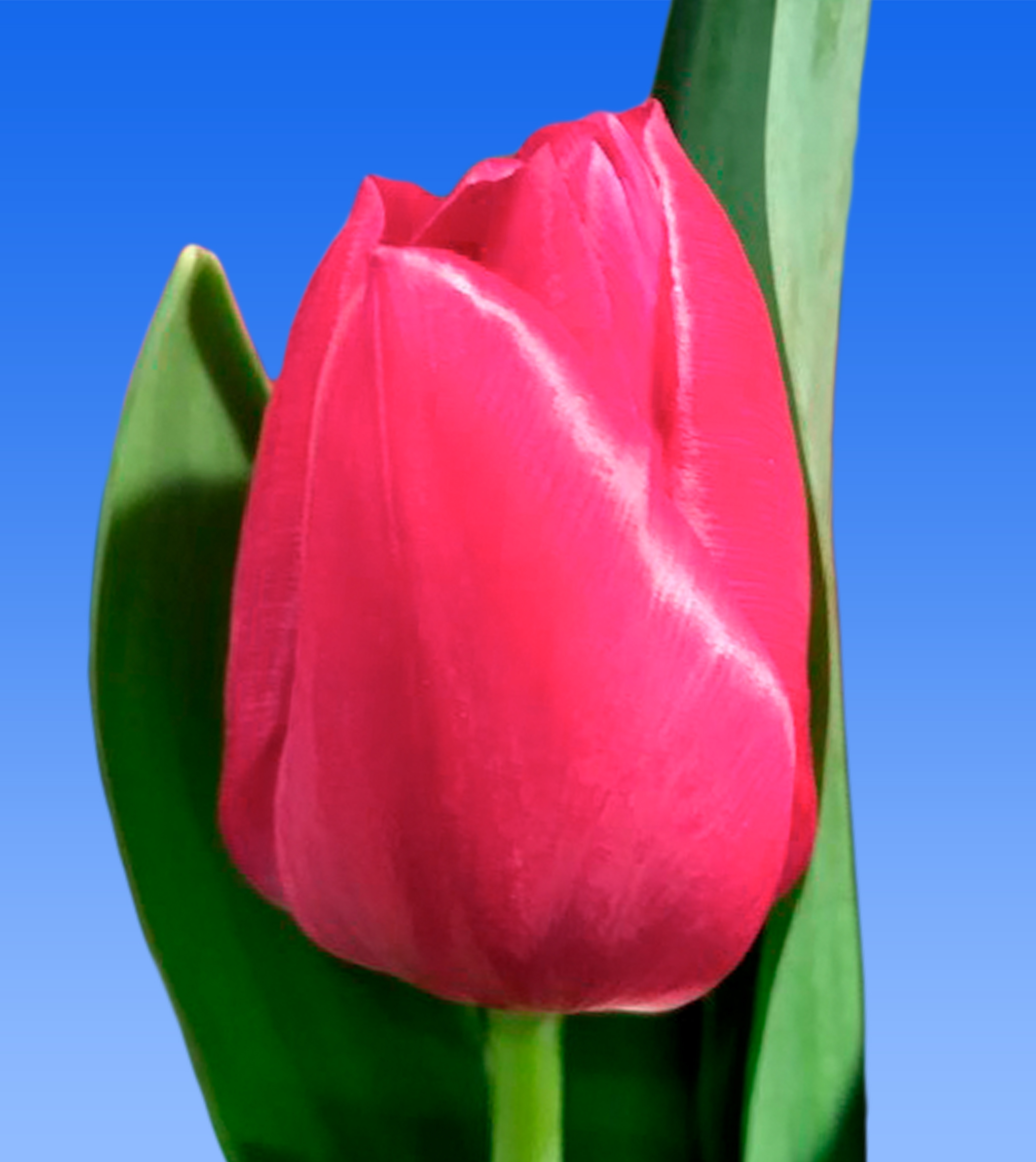 Tulp Pink Ardour - Borst Bloembollen