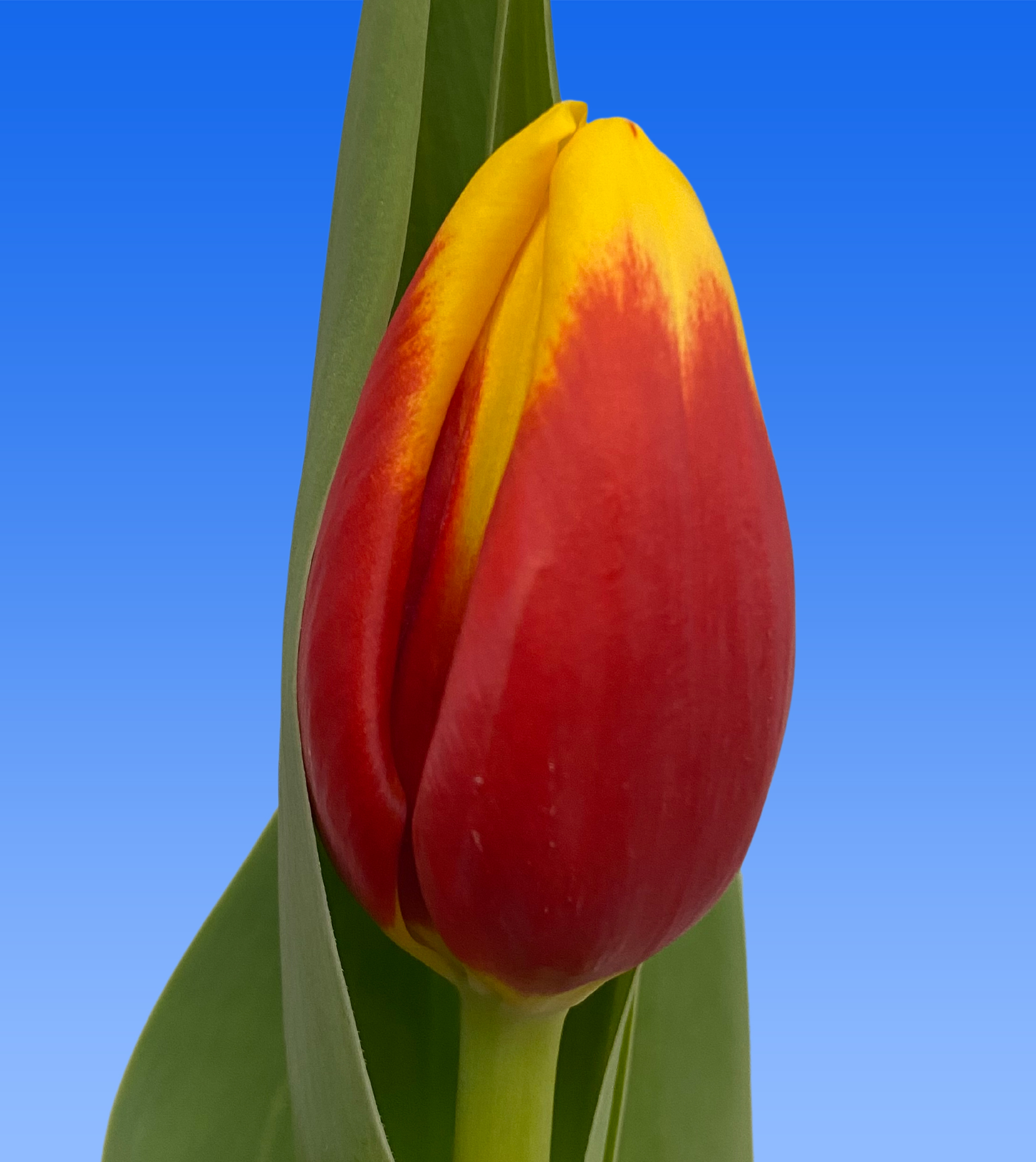Tulp Aloha - Borst Bloembollen