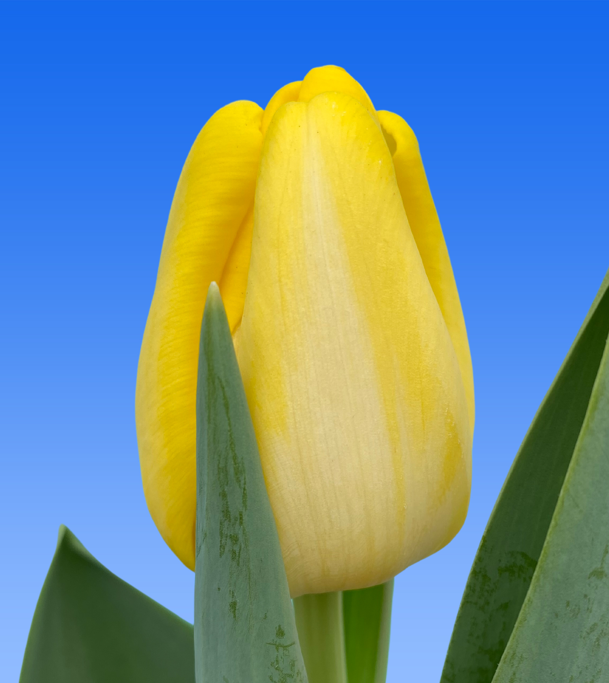 Tulp Antarctica Sun - Borst Bloembollen