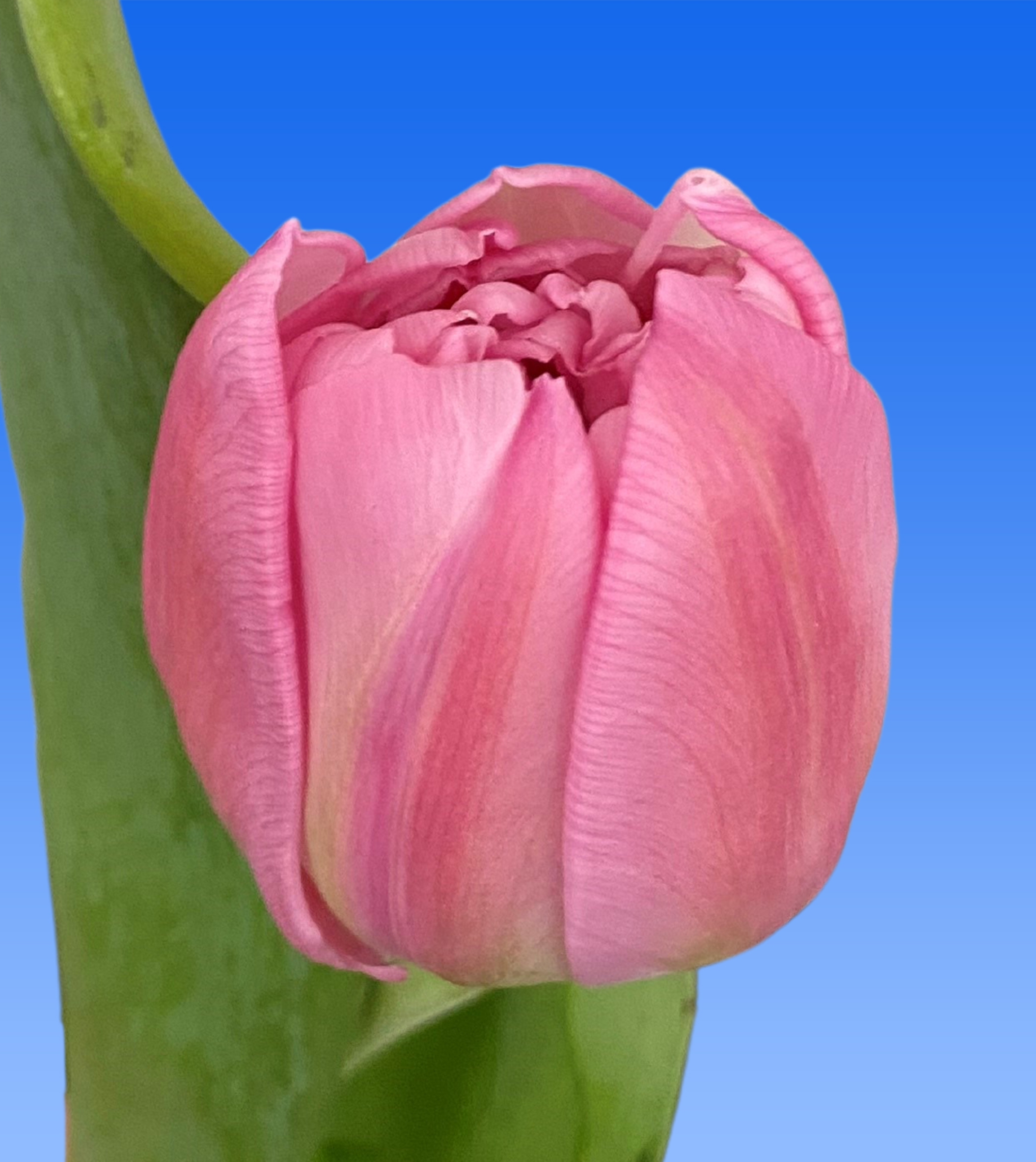 Tulp Dressing - Borst Bloembollen