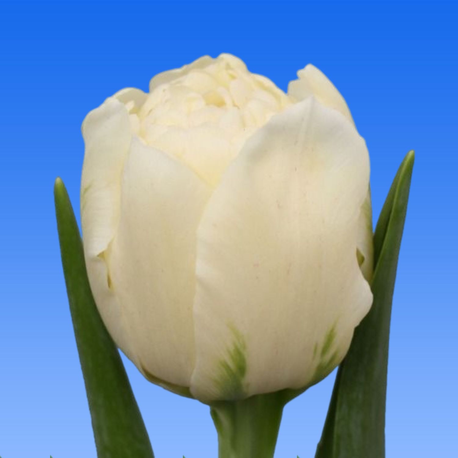 Tulp Galileo - Borst Bloembollen