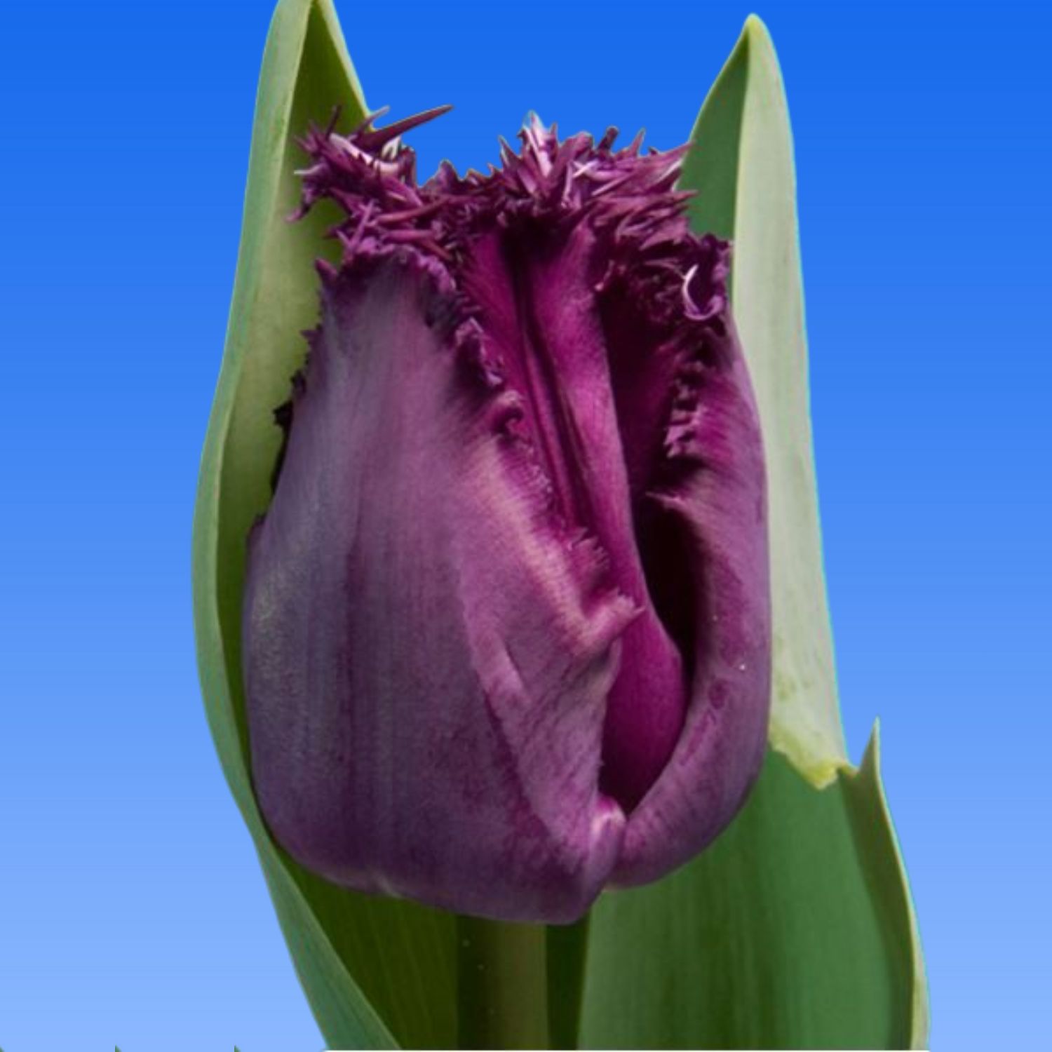 Tulp San George - Borst Bloembollen