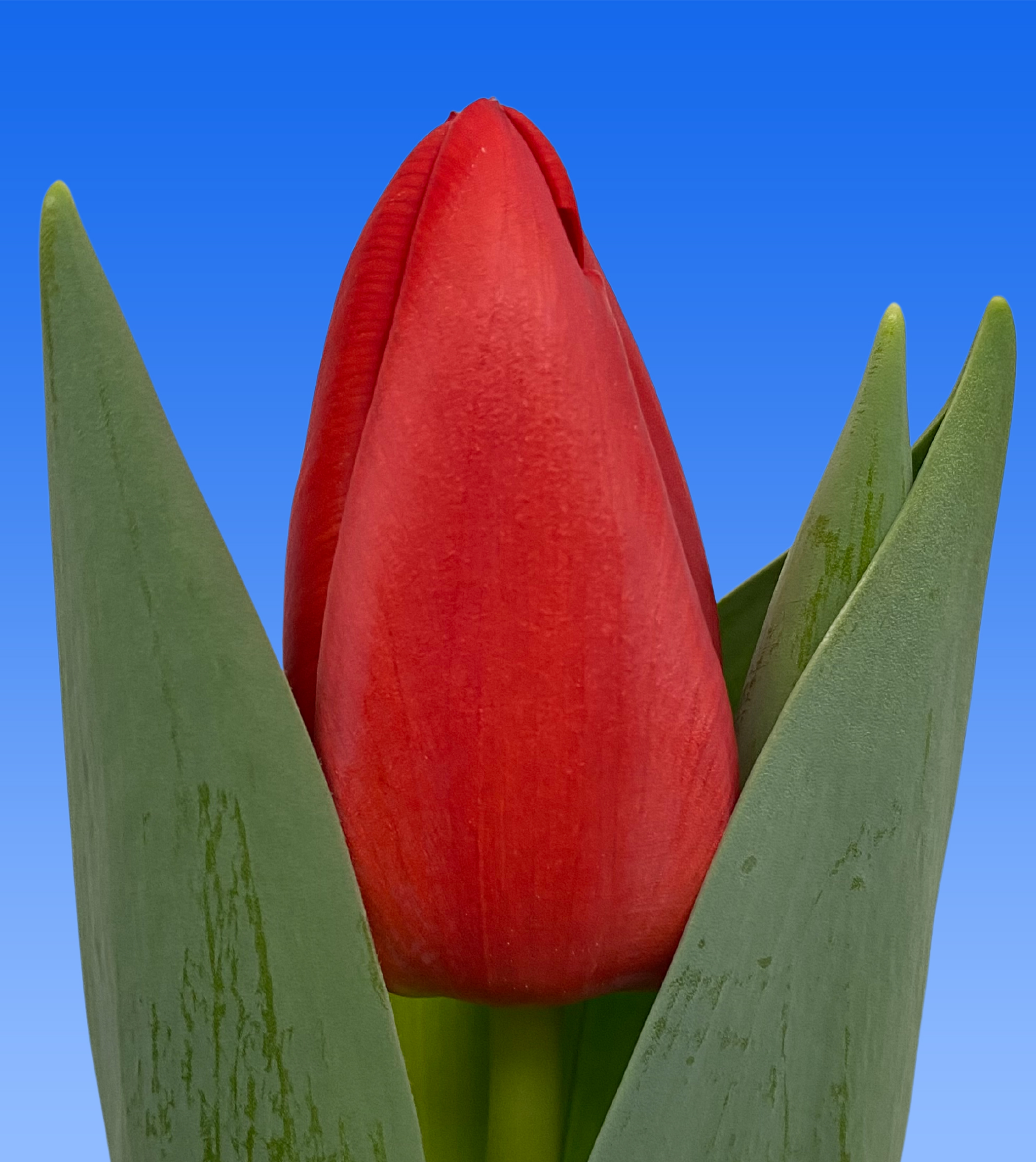 Tulp Torro - Borst Bloembollen