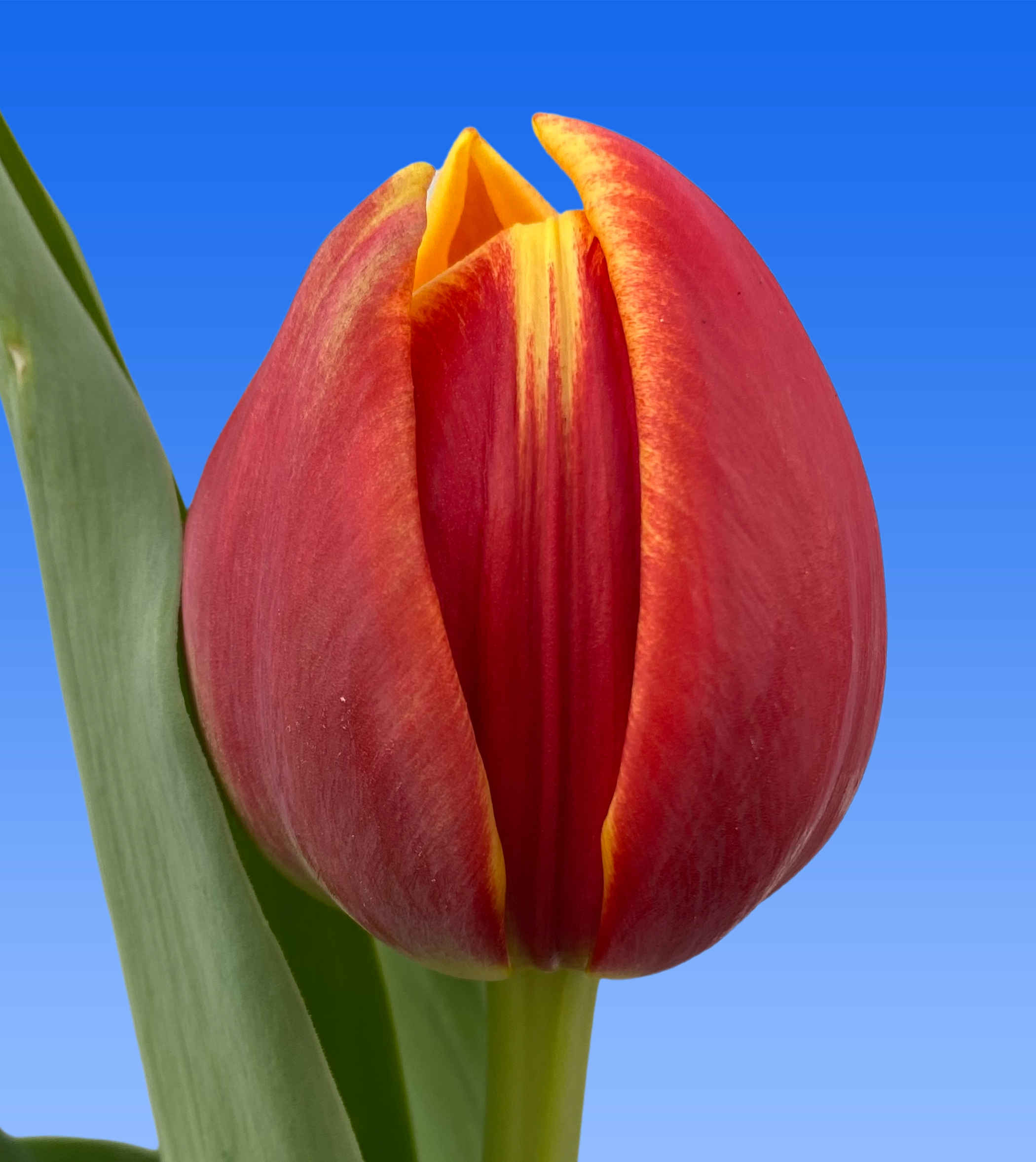 Tulp Jamala - Borst Bloembollen