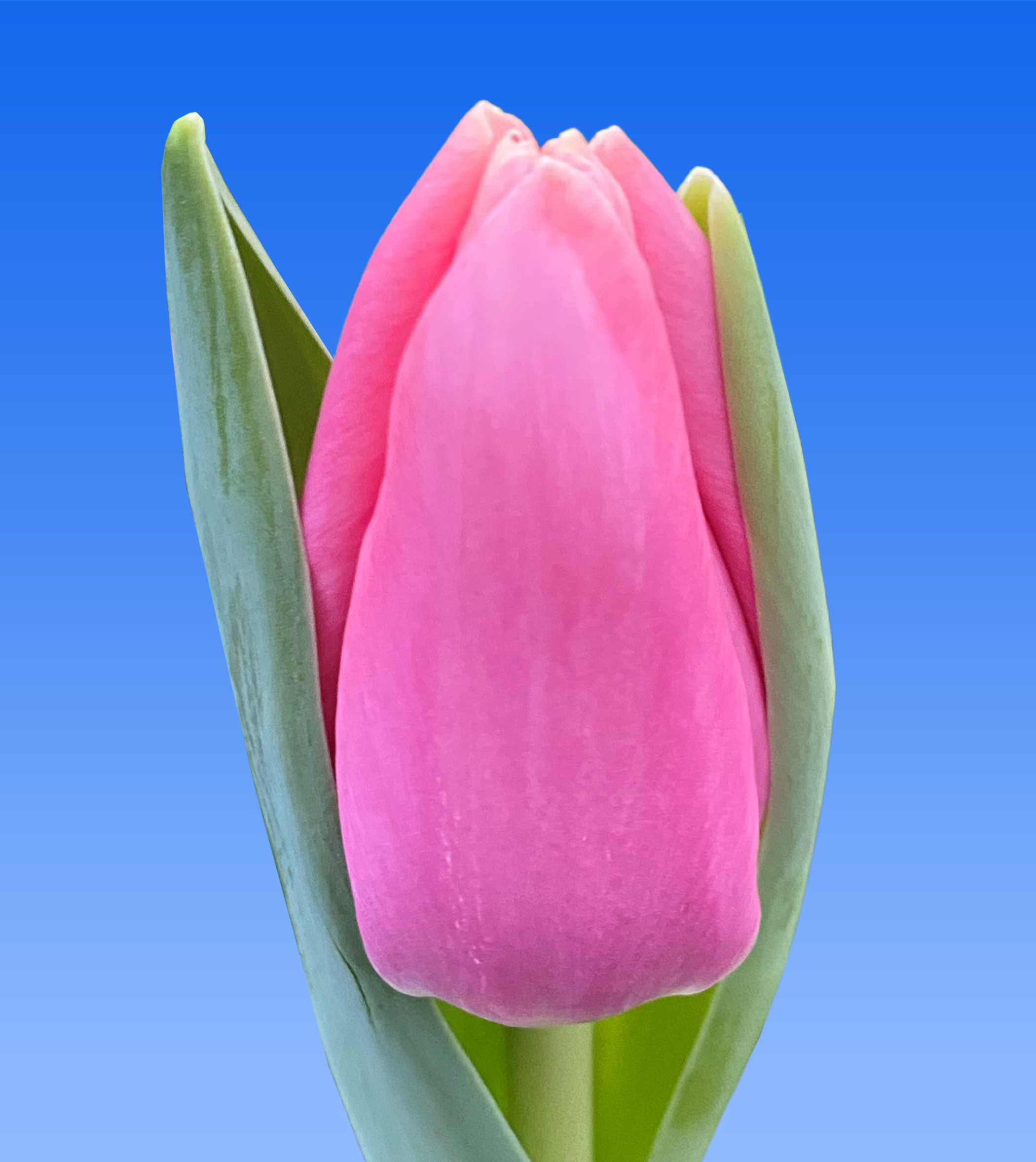 Tulp Jetstream - Borst Bloembollen