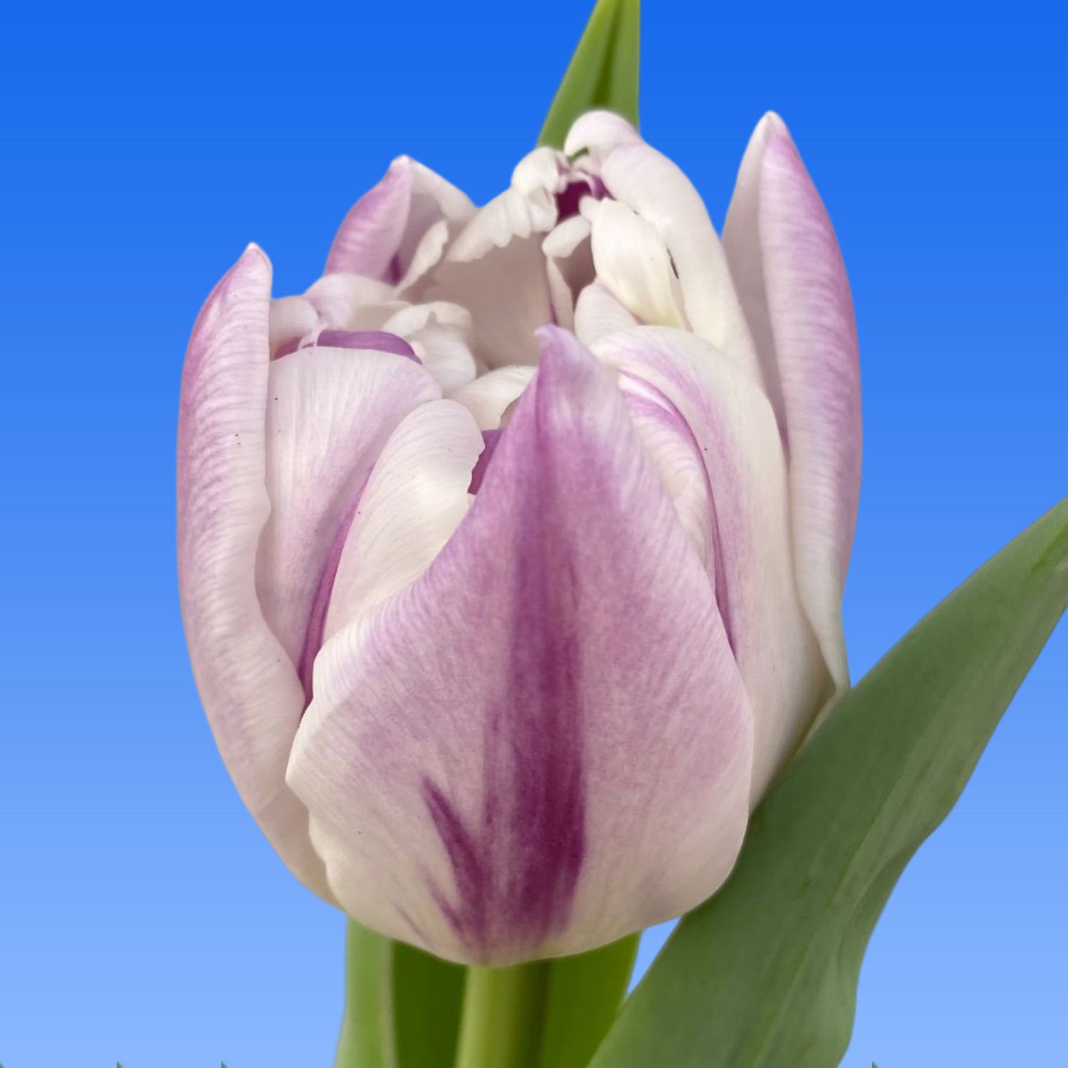 Tulp Mystic Flame - Borst Bloembollen