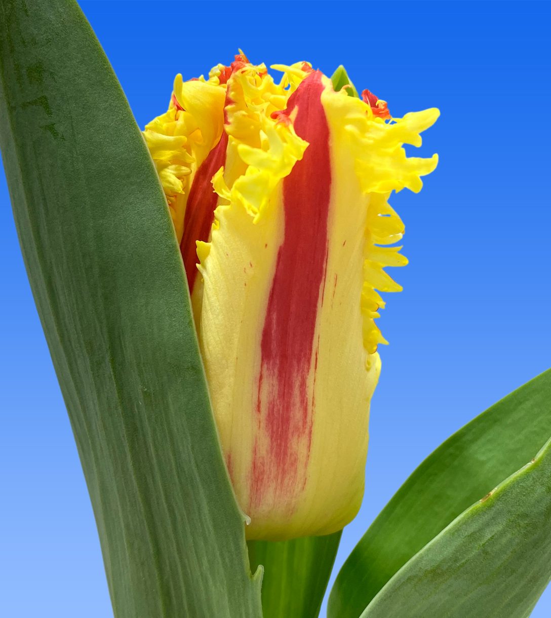 Tulp Phantom - Borst Bloembollen