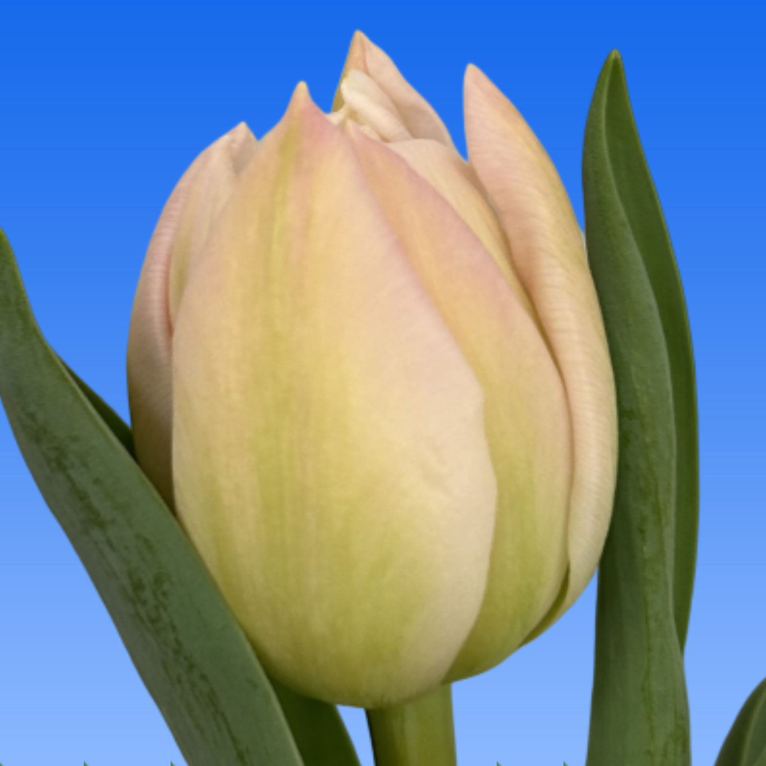 Tulp Pink Mist - Borst Bloembollen