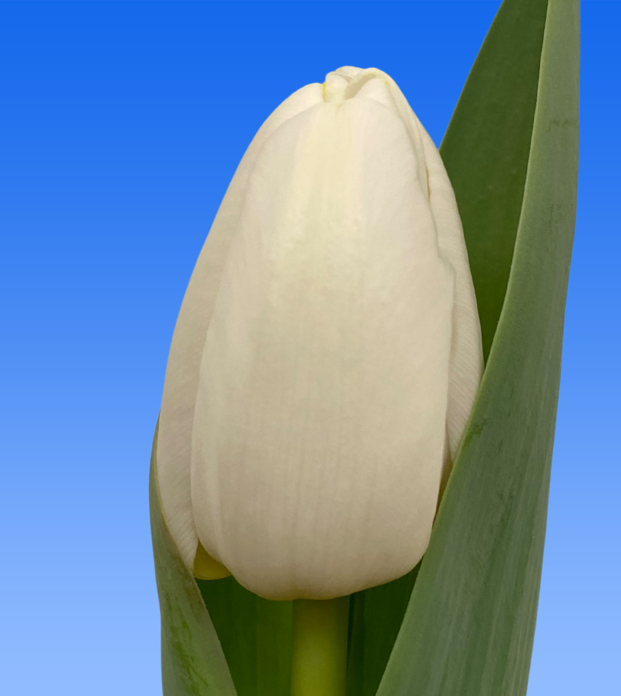 Tulp Polestar - Borst Bloembollen