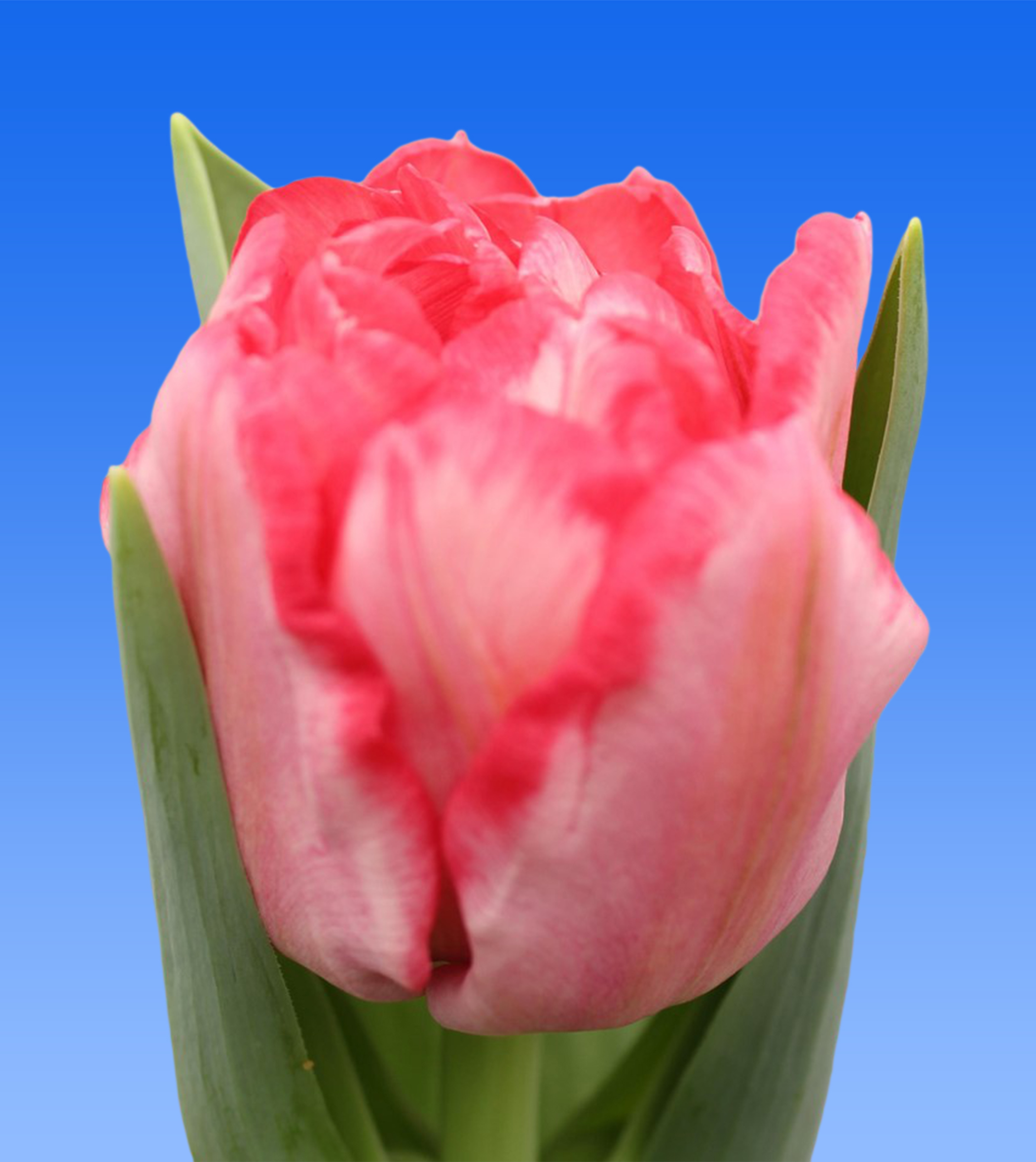 Tulp Quinty Trustfull - Borst Bloembollen