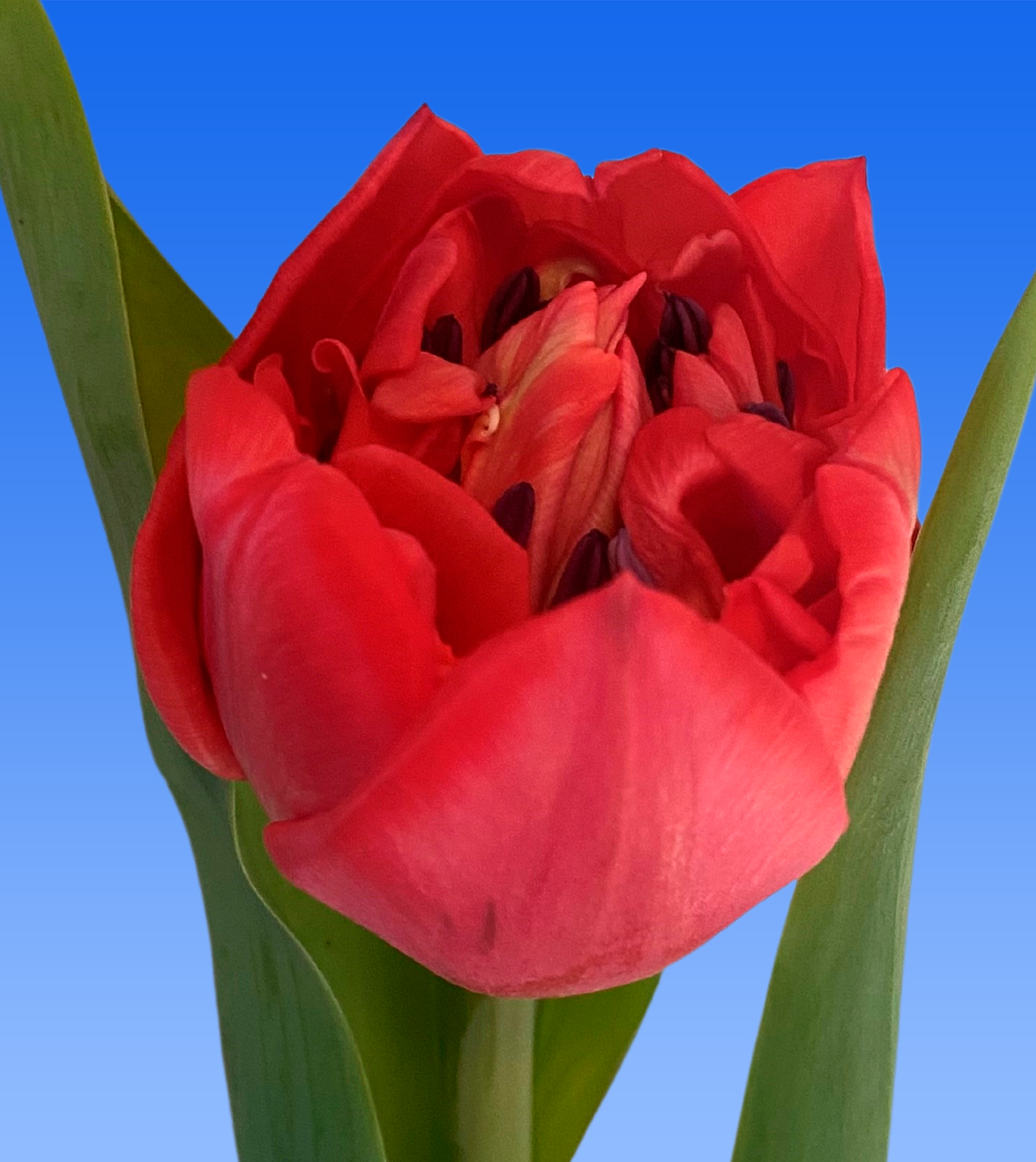 Tulp Red Velvet - Borst Bloembollen