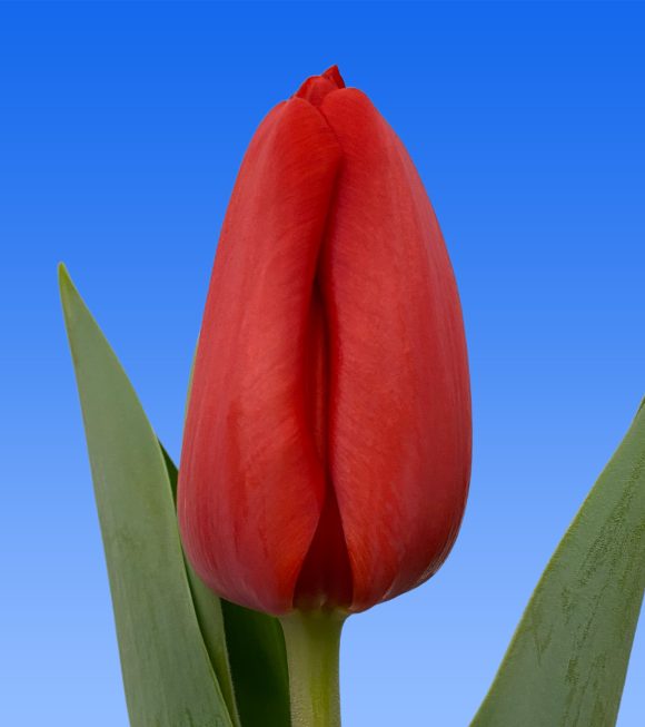 Tulp Spot on - Borst Bloembollen