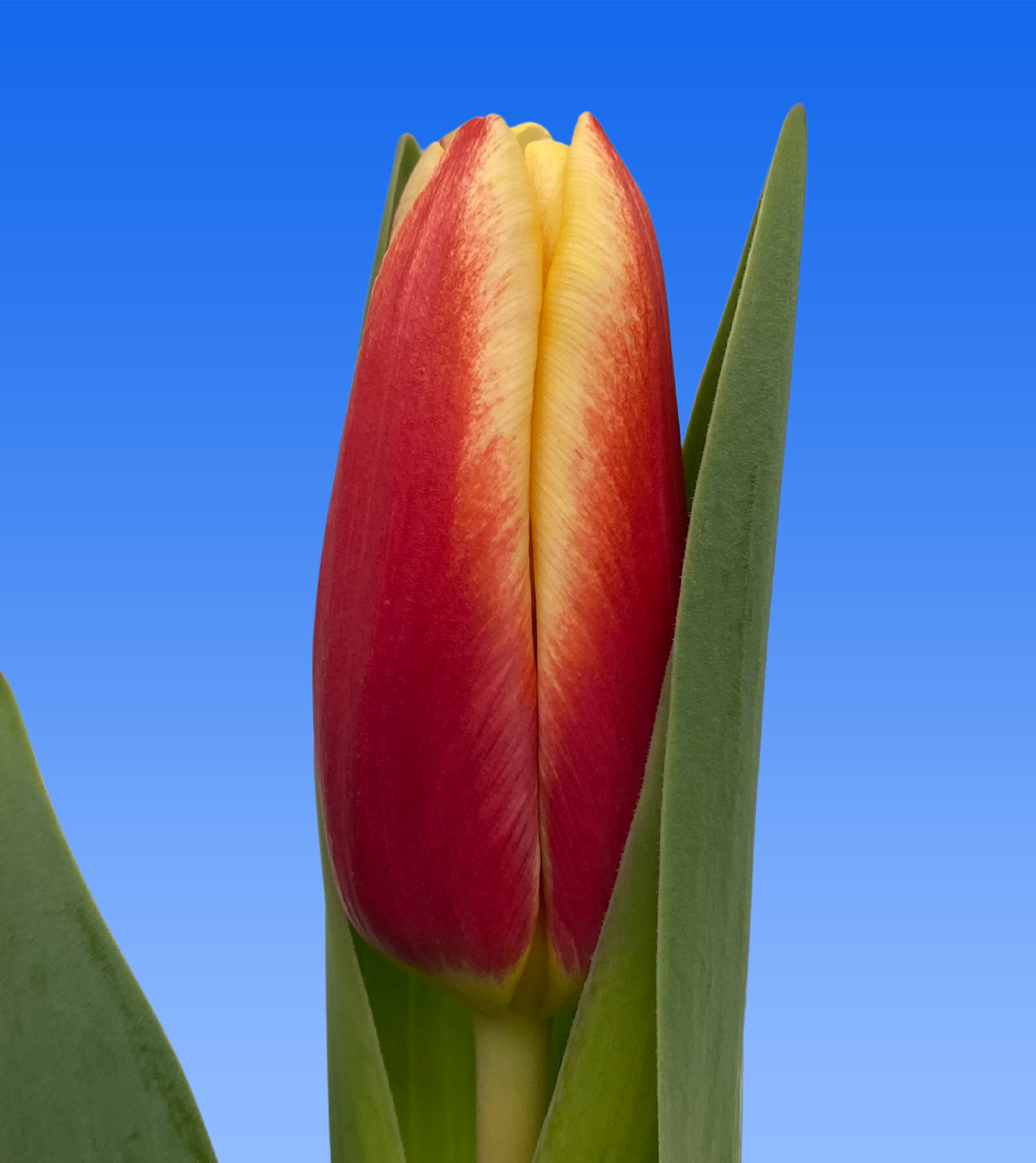 Tulp Go Max - Borst Bloembollen