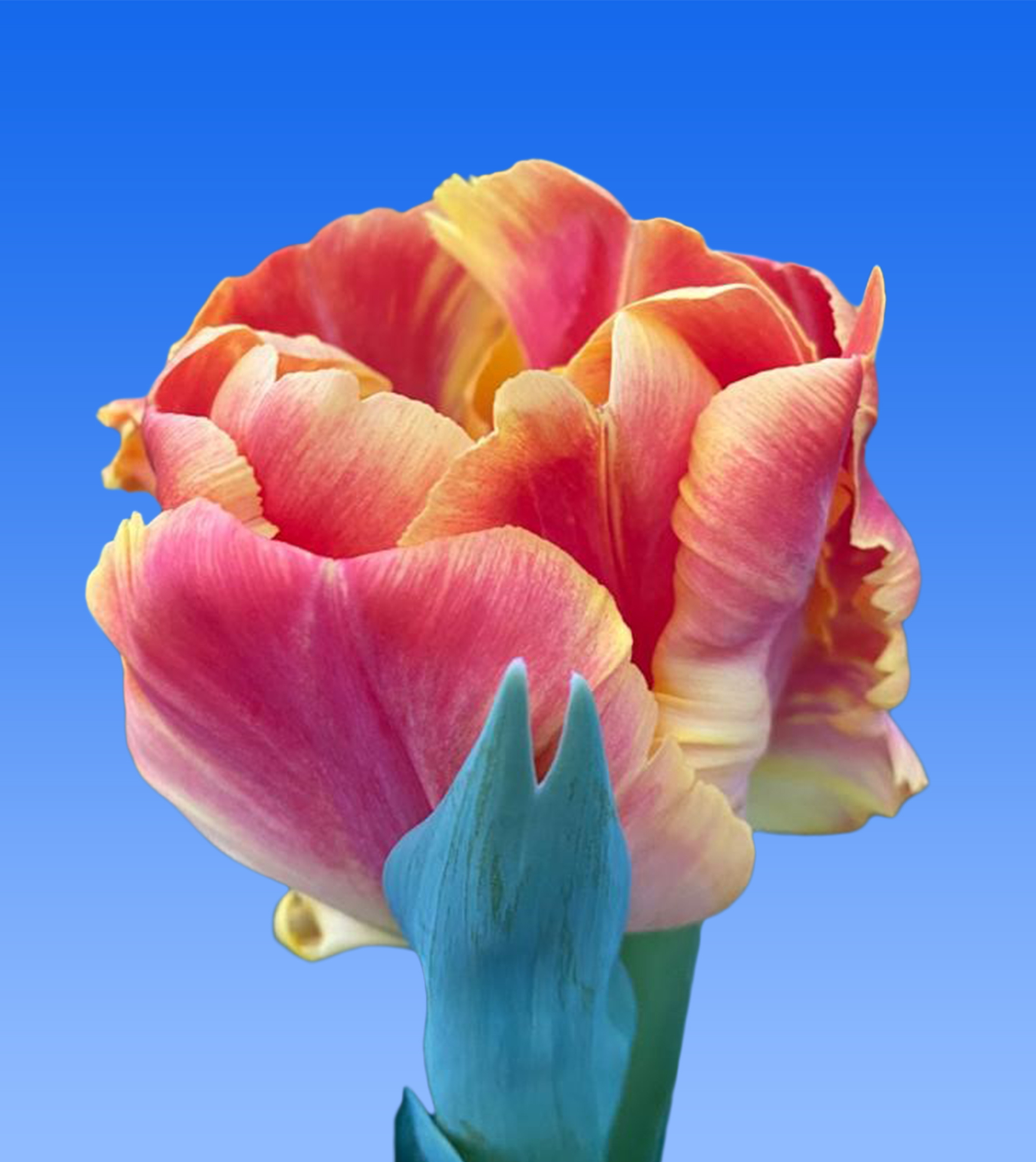 Tulp Undercover - Borst Bloembollen
