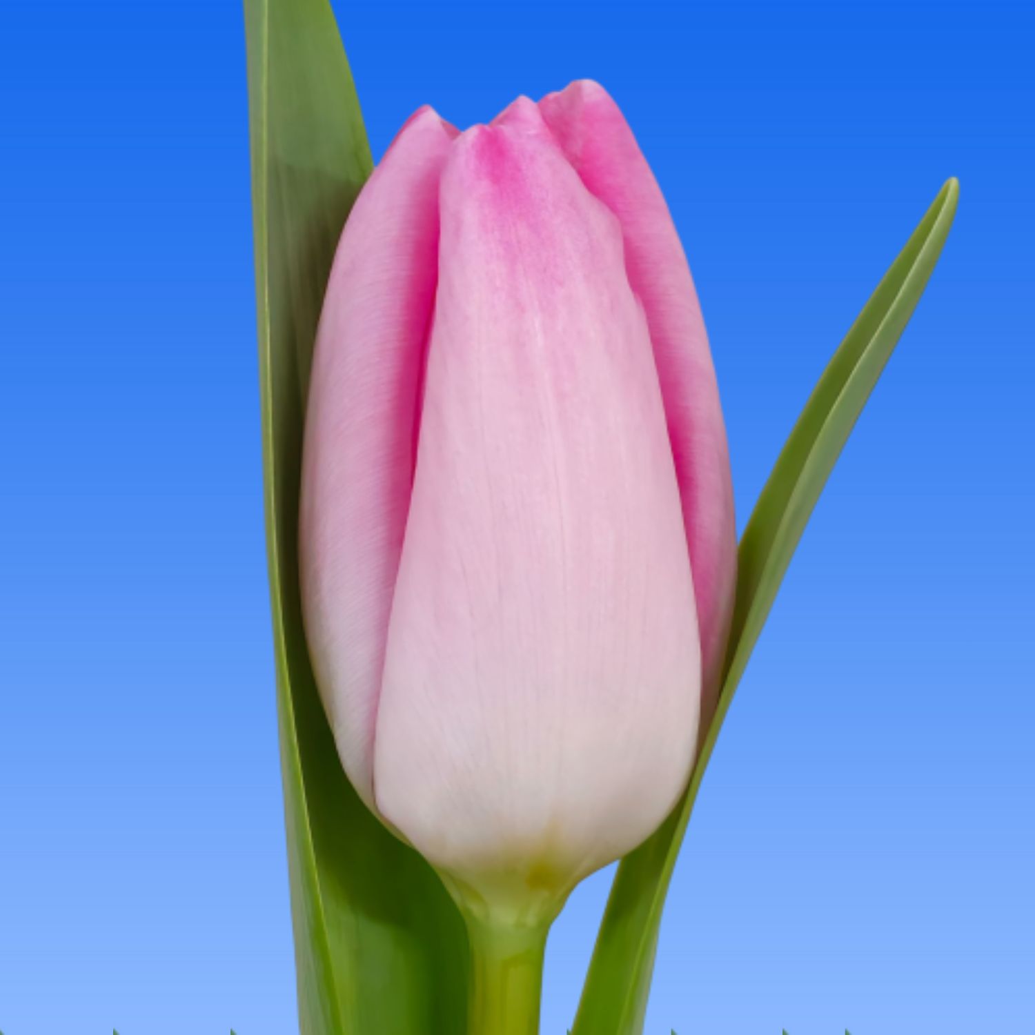 Tulp Dutch Beauty - Borst Bloembollen